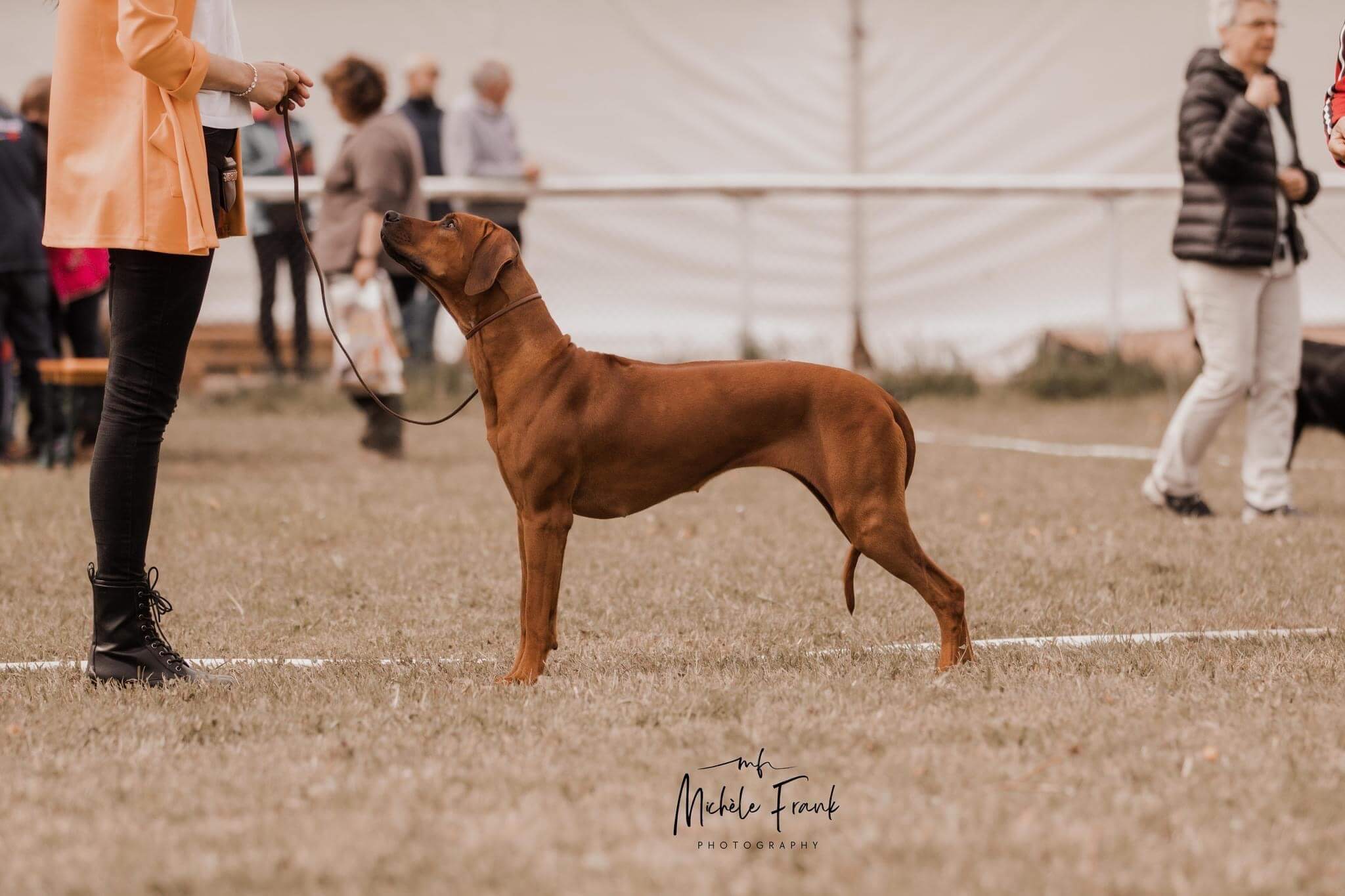 Dog Show Project 2023 Fehraltorf - Imara ya Furaha